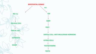 Sex Determination In Drosophila Human PPTX Reproductive Health Diseases And Conditions