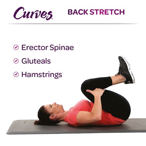 Illustration Of Erector Spinae Muscles