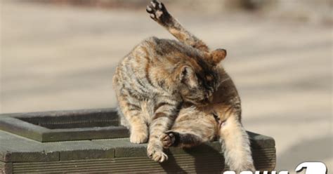 봄을 준비하는 고양이 해피펫