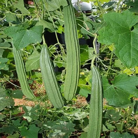 Buy Jivit F1 Hybrid Js Dhruv Ridge Gourd Seeds Online Agribegri