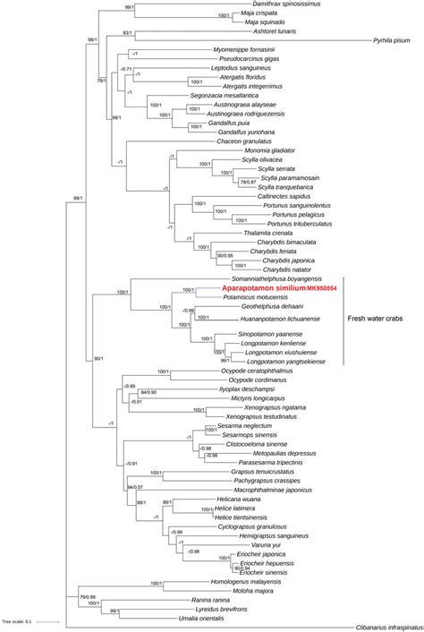 Phylogenetic Bayesian Inference Bi Tree Of A Similiuma And Related