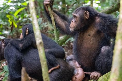 How Do Male Chimps Ask For Sex It Depends On Their Local Dialect Cbc Radio