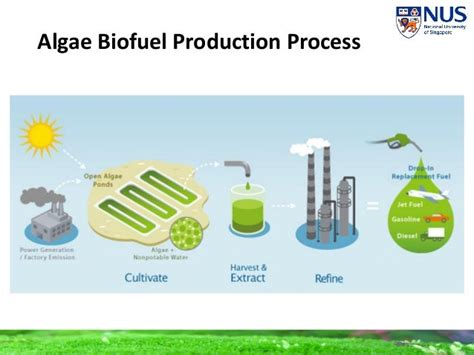 Algae Biofuels