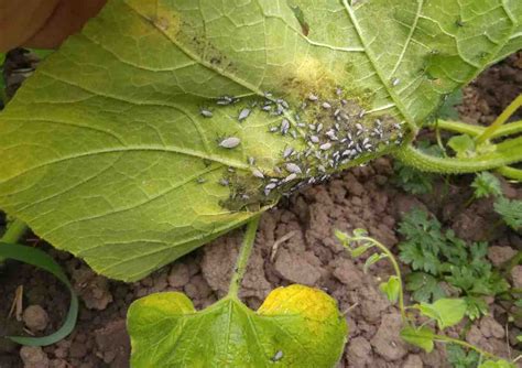 squash bugs come to town squash practice