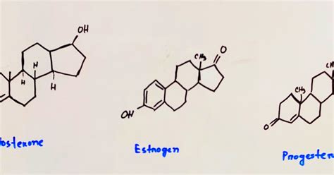 Functions Of Sex Hormones