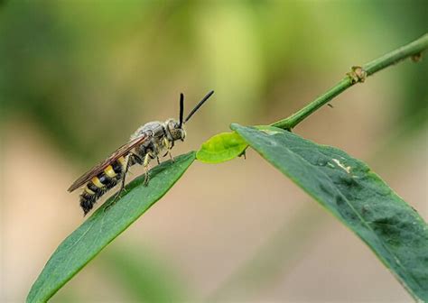 Scoliidae Images Free Download On Freepik