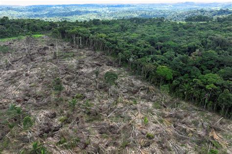 Nuevo Récord La Deforestación En La Amazonia Brasilera Equivale A 29