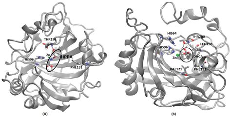 Metabolites Free Full Text Unraveling Protein Metabolite