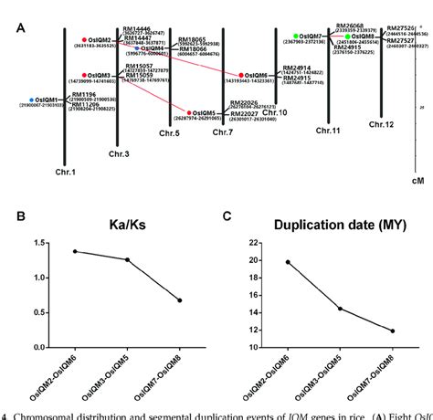 Chromosomal Distribution And Segmental Duplication Events Of Iqm Genes Download Scientific