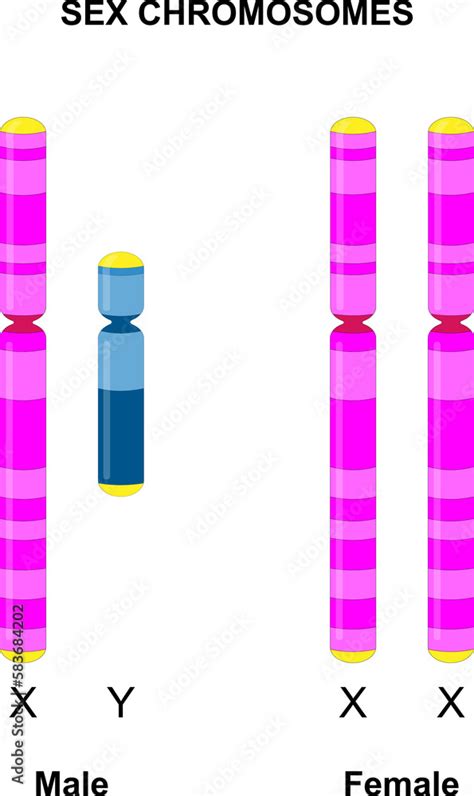 Human Sex Chromosomes X And Y Males Have One X And One Y Chromosome