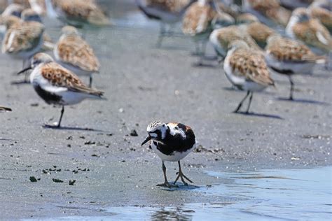キョウジョシギ 季節の野鳥