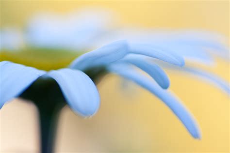 Four Ways To Generate Stunning Bokeh In Your Images