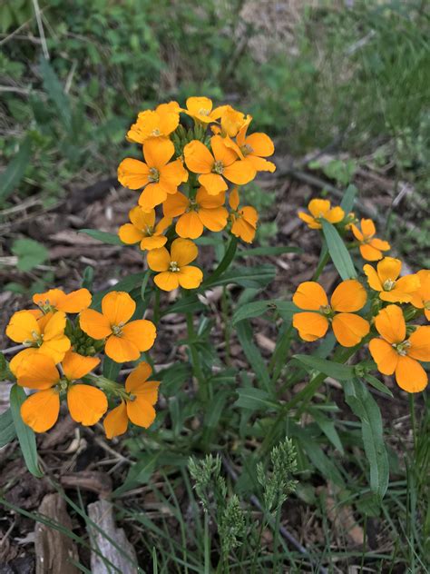 Maryland Beautiful Orange Wildflower R Whatsthisplant