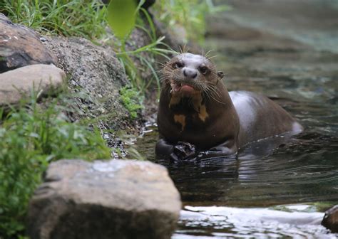 Giant River Otter Pteronura Brasiliensis The Giant Otter Flickr