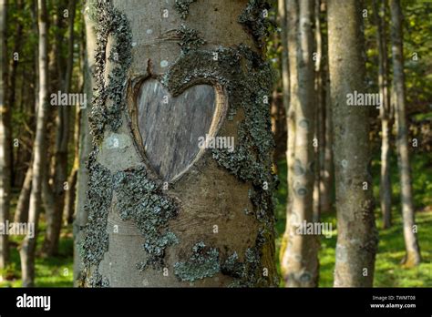 Tree Carving Hi Res Stock Photography And Images Alamy