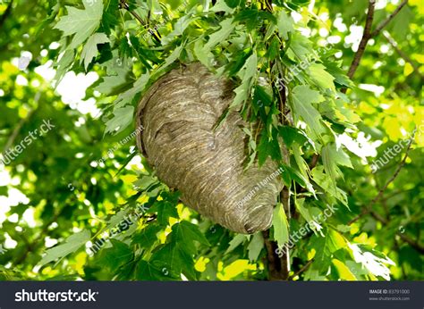 Flying Ants Nest