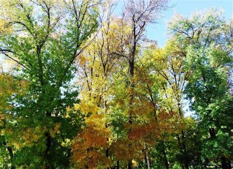 Fall Treeline Stock Photos Images And Backgrounds For Free Download