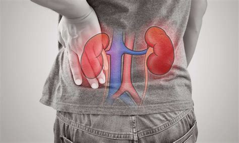 Renal Hyperfiltration Associated With Mortality Regardless Of Diabetes
