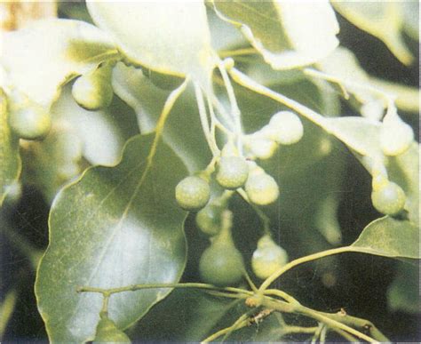 樟脑 中药学 医学