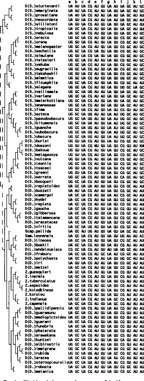 Figure 1 From Evolution Evolution Of Compensatory Substitutions Through Gu Intermediate State In