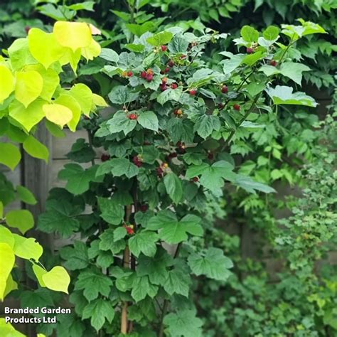 Rubus Hararasp Raspberry Tree