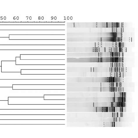 Dendrogram Upgma Generated From Dgge Profiles Representing Download Scientific Diagram