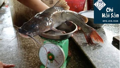 Cá Lăng đuôi đỏ Tự Nhiên Bán Cá Lăng đuôi đỏ