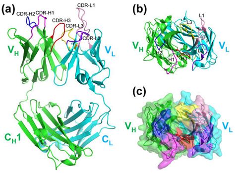 Crystal Structures Of Antigen Binding Fragment Of Anti Osteocalcin