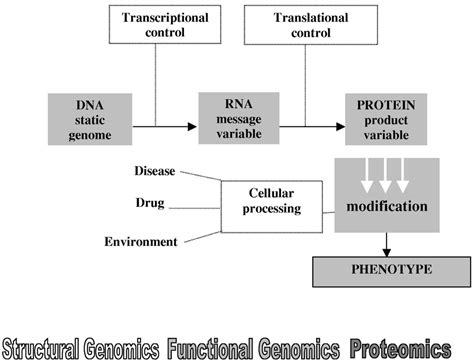 Schematic Of Relationship Between Genome Transcriptome And Proteome Download Scientific Diagram