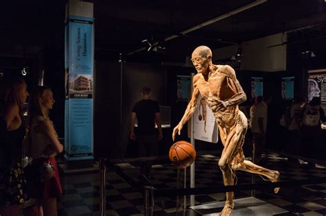 Learn About Our Anatomy At Our Body Exhibit Hot Blog On A Stick
