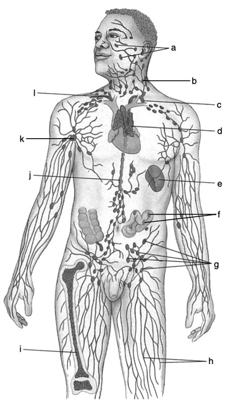 Lab 4 Diagram Quizlet