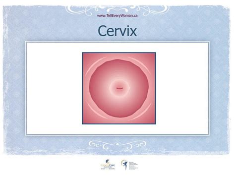 Ppt Cervical Cancer Screening Powerpoint Presentation Free Download Id