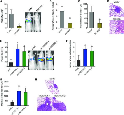 Dio3os Repressed Nsclc Tumorigenesis And Metastasis In Vivo A D Download Scientific Diagram