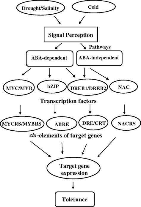 A Schematic Representation Of Stress Signal Perception And Gene Download Scientific Diagram