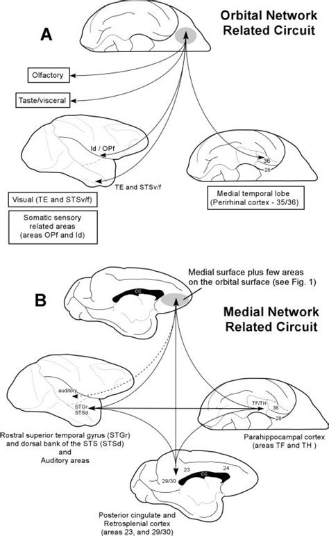 Ab Summary Of The Overall Corticocortical Connections Of The Orbital