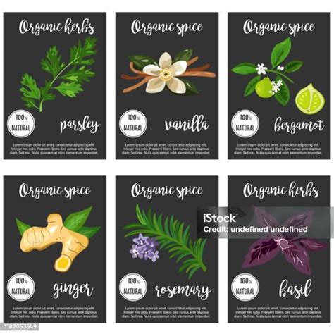 요리 예술에 사용되는 다양한 향신료와 허브의 큰 세트 벡터 일러스트레이션 바닐라 난과 식물에 대한 스톡 벡터 아트 및 기타 이미지 바닐라 난과 식물 감귤류 과일 개체