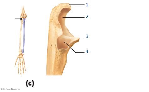 Ulna Proximal Diagram Quizlet