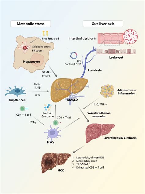 Figure 1 From Chronic Inflammation And Immune Dysregulation In