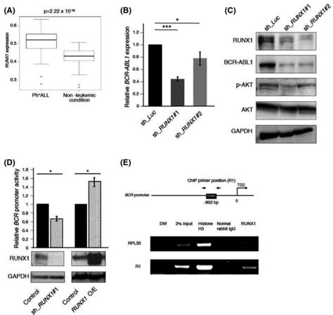 Runx1 Transactivates Bcr‐abl1 Expression In Philadelphia Chromosome Positive Acute Lymphoblastic