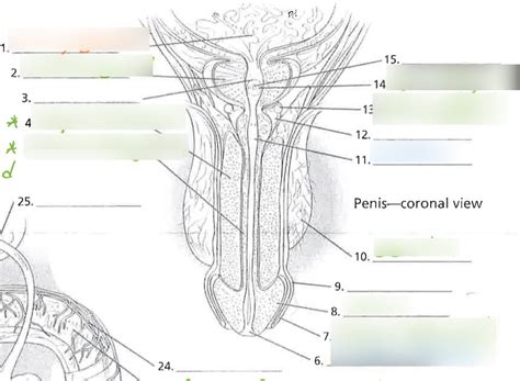 Coronal View Diagram Quizlet Coronal View Diagram Quizlet