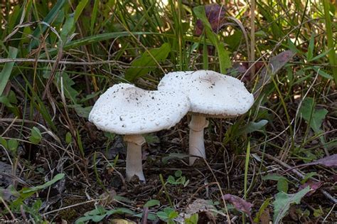 Зонтик белый полевой фото и описание гриба как выглядит и где растет