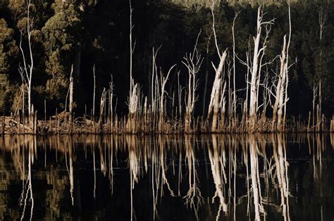 Lake Sourced Minimal Wooden Tables Intersection Table