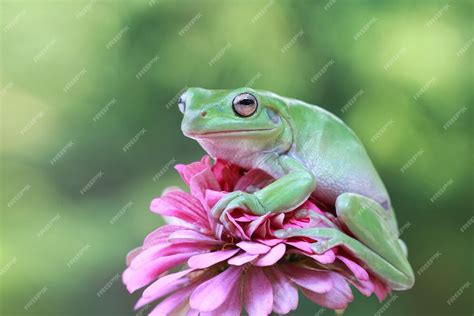 Free Photo Dumpy Frog Litoria Caerulea On Flower Dumpy Frog On Branch Tree Frog On Branch