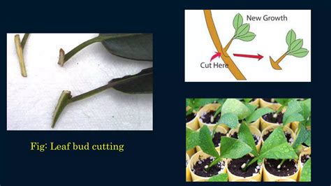 Plantation Crops Pptx