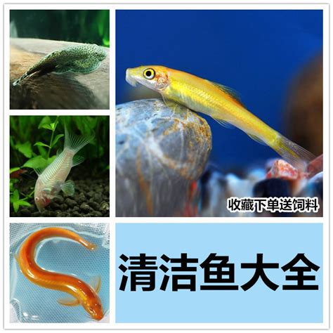 清道夫品种 南美 第7页 大山谷图库