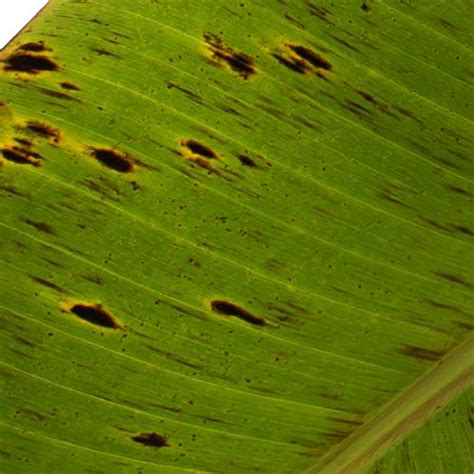 Full Leaf Lesion Segmentation Instance Segmentation Dataset And Pre