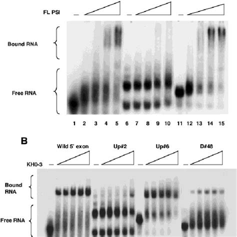 Pdf An In Vitro Selected Rna Binding Site For The Kh Domain Protein