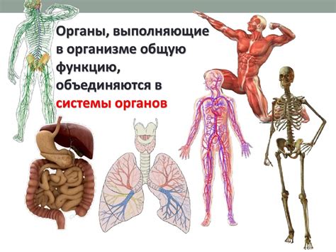 Понятие об организме. 9 урок. 5 класс - презентация онлайн