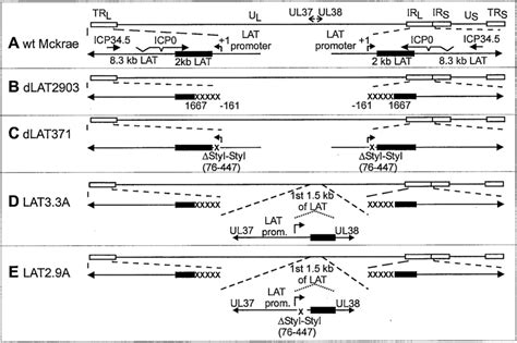 Schematic Representation Of Wild Type And Mutant Viruses A The