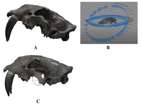 A An Image Of The Actual Fossil B Orientations And The Number Of Download Scientific